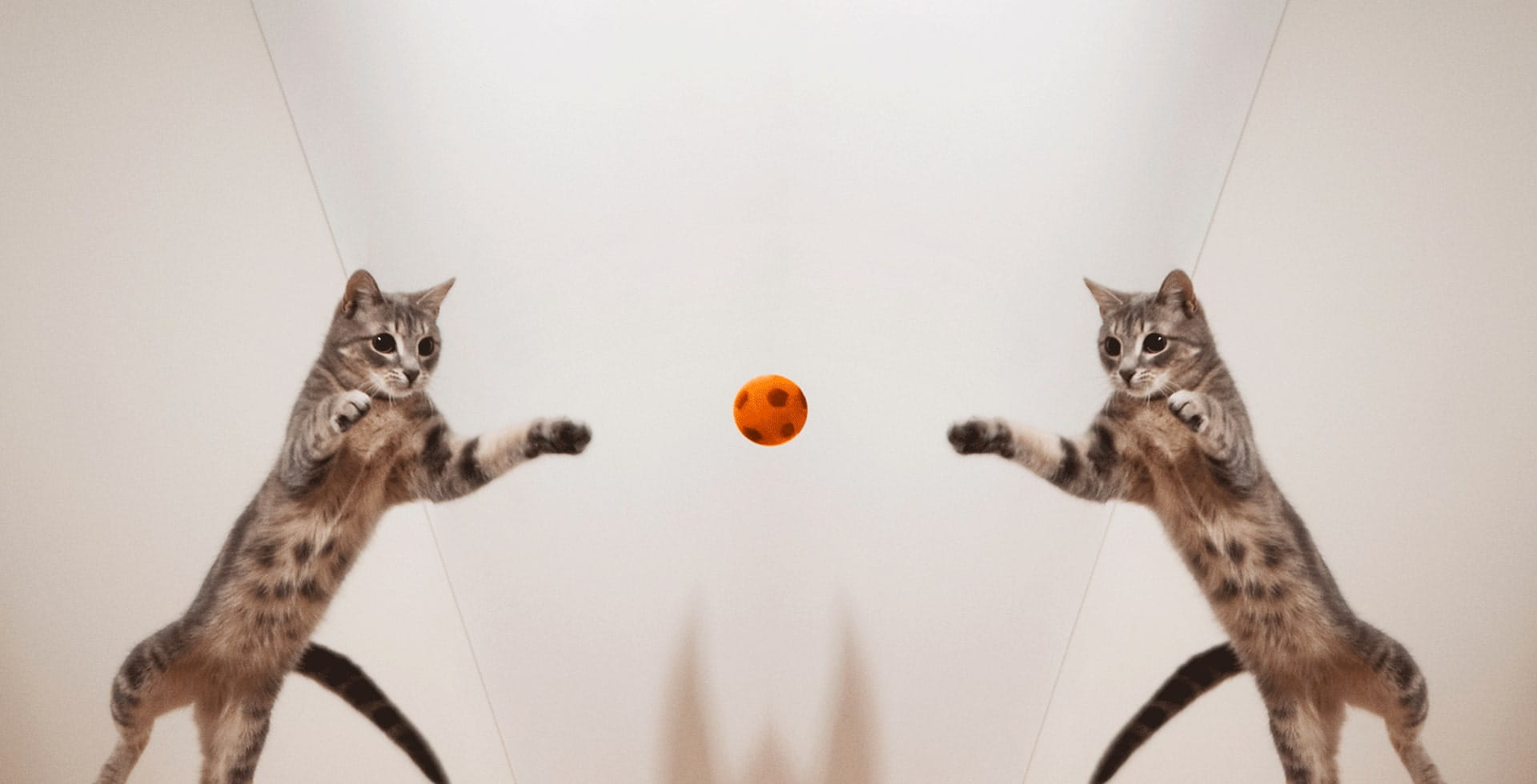 Pet economy’s resilience to inflationary pressure