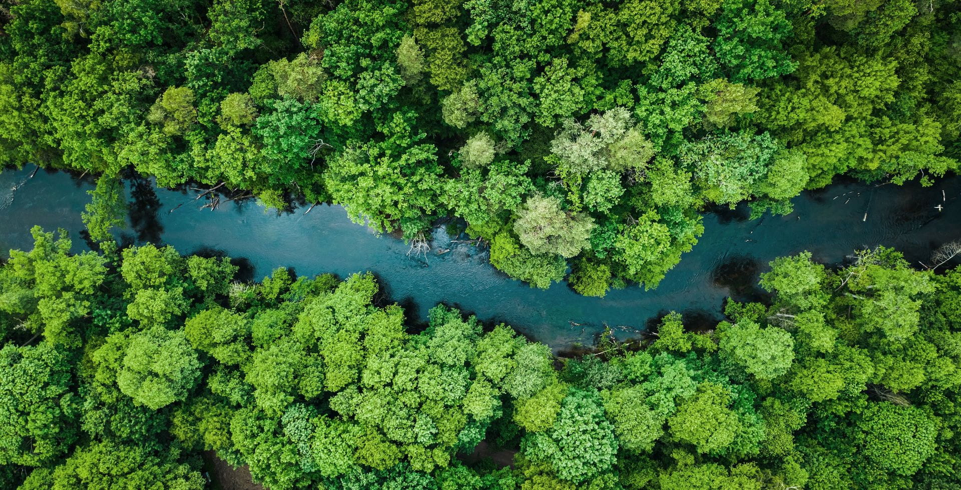 Deforestation | AllianzGI